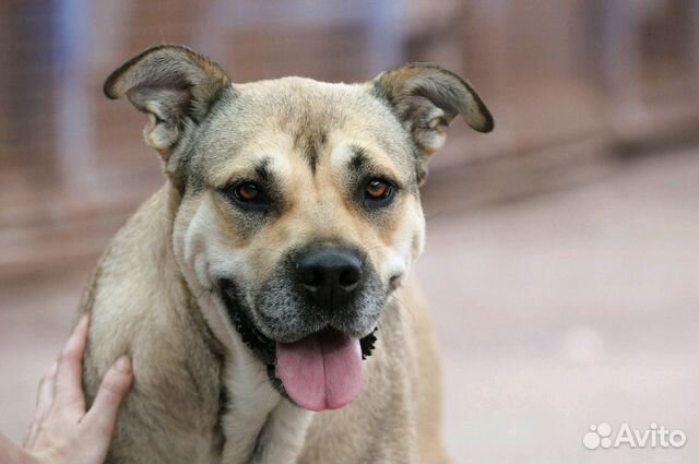 Булочка собака