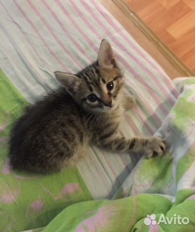 Боцман - плюшевый котенок - мальчик