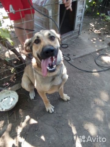 Подарю собаку