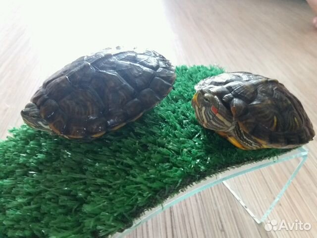 Черепашки с аквариумом