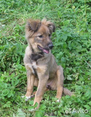 Рыжулю в дар