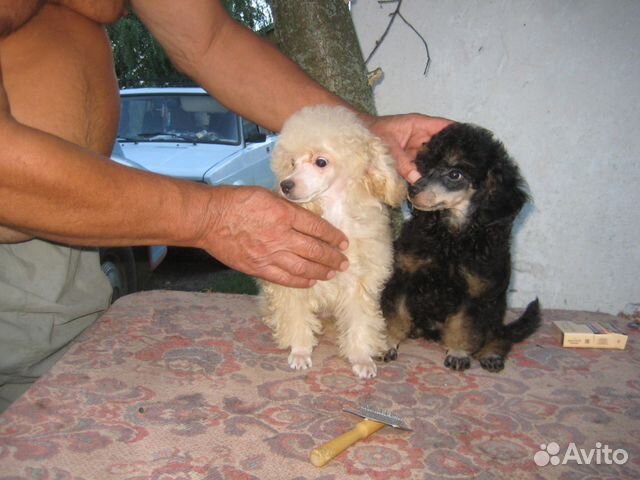 Пудель миниатюрный и той м