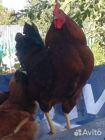 Петухи 1год, Индоутки, утята, гуси Линда