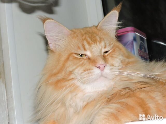 Котята мейн кун