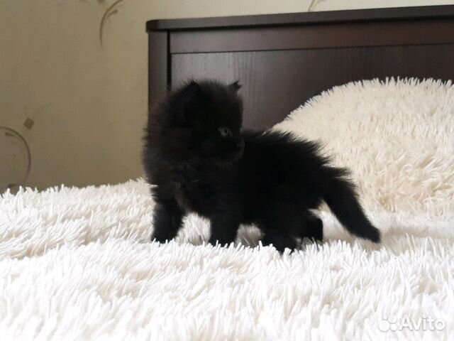 Отдам котенка