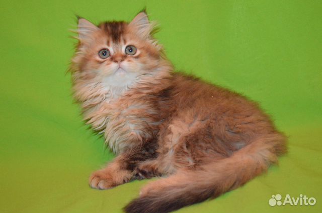 Котики в шелковых шубках