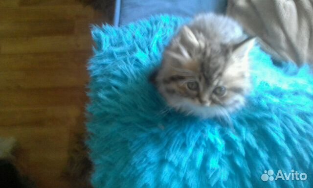 Котята персидские