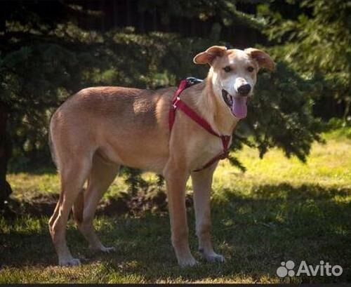 Роскошный, солнечный щенок Джой в хорошие руки
