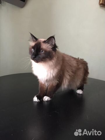 Кошка породы Священная Бирма