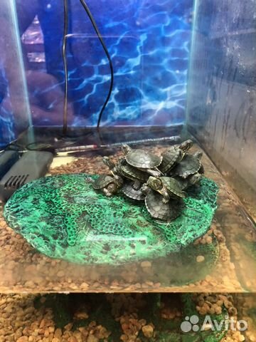 Черепашки - водяные