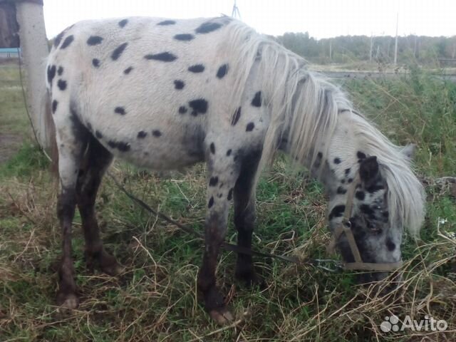Аппалуза жеребец 3,5 года
