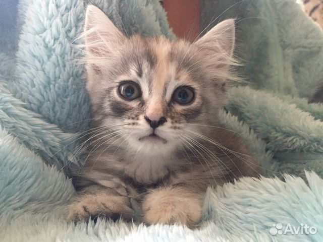 Котёнок принцесса