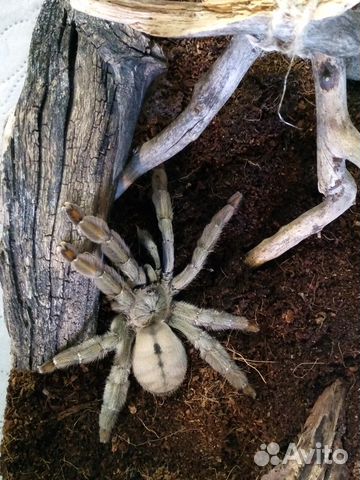 Паук-птицеед Psalmopoeus cambridgei самка+самец