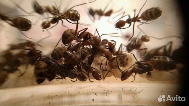Componotus nicobarensis с формикарием