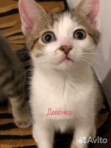 Котята в добрые руки