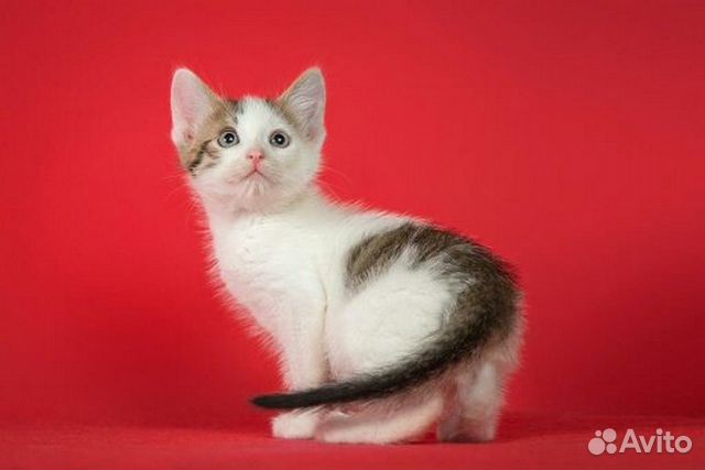 Самый ласковый котенок в мире-белый мальчик Купер