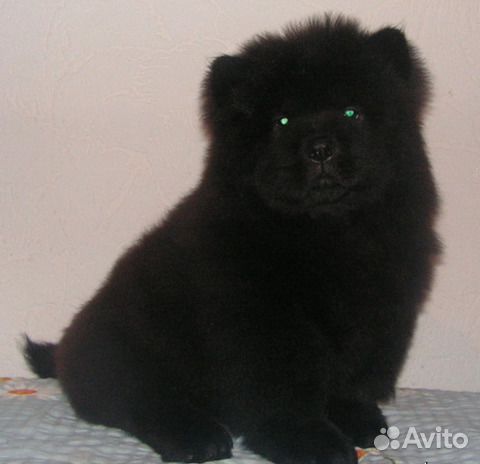 Щеночки чау-чау