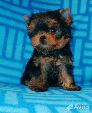 Щенки йорки