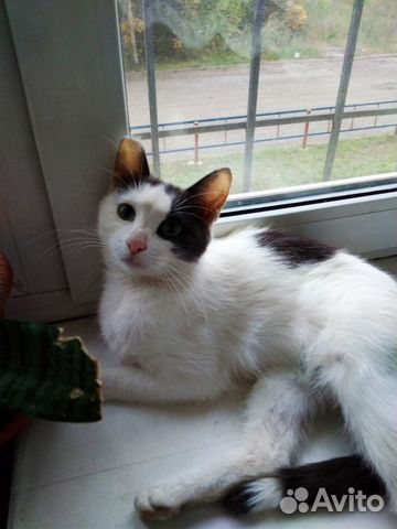 Кошка стерилизовнная