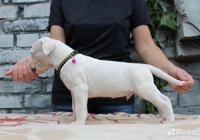 Шикарный кобель аргентинского дога