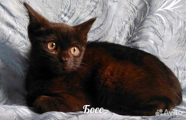 Маленький, но уже Босс) (3 мес)