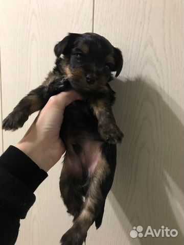 Щенки йорка