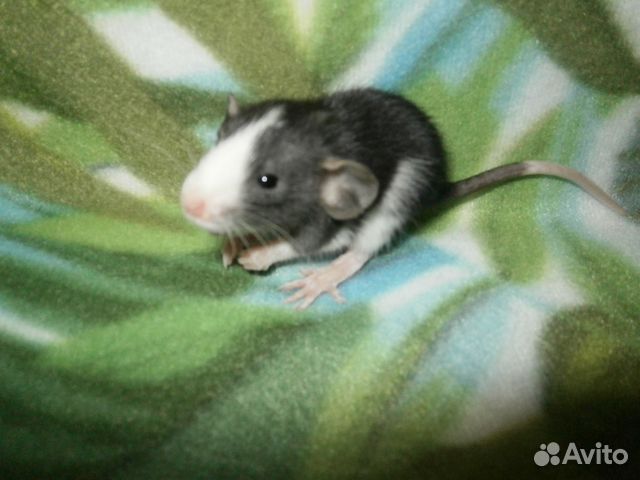 Крысы - девочки, мальчики дамбо + клетки