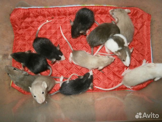 Крысы, крысята огромный выбор + клетки