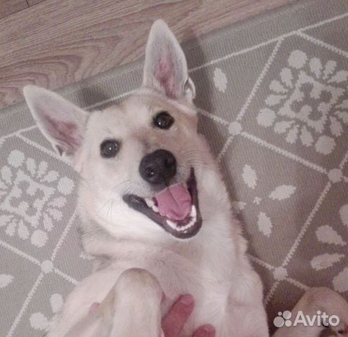 Собака + курс дрессировки, 9 мес. дев., стерилизов