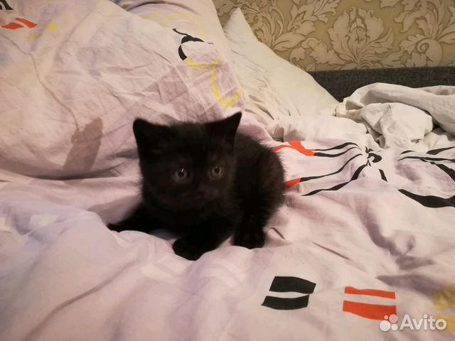 Шотландские котята