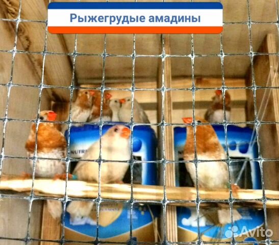 Амадины: зебровые,японские,рисовые