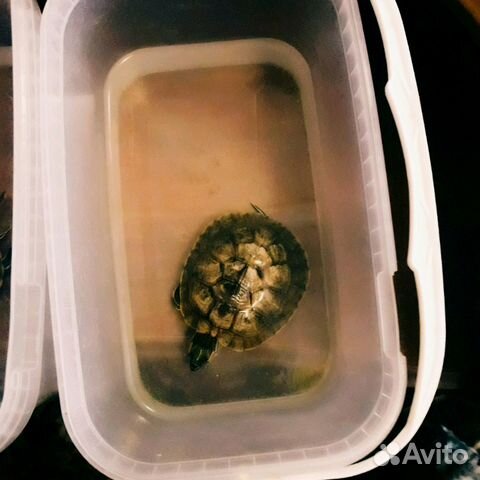 Красноухие-черепахи