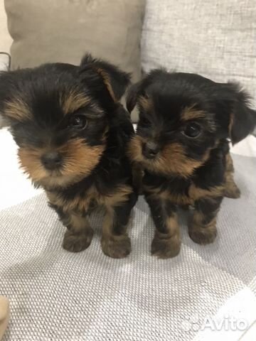 Йоркширский терьер