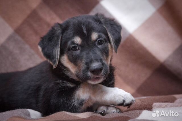 Ищет дом щенок Рон. в добрые руки