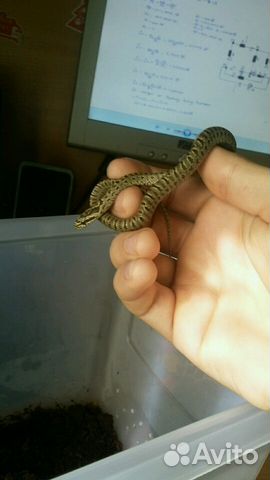 Змея. Узорчатый полоз