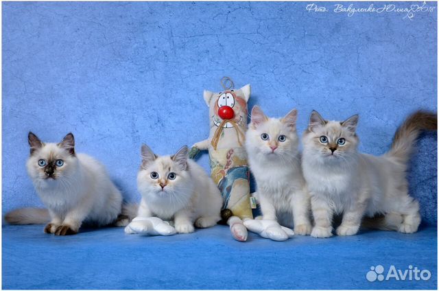 Продажа котят невская маскарадная