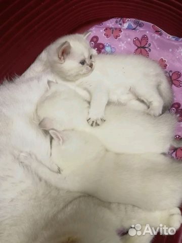 Британские белоснежные колорные котята
