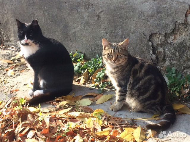 Коты