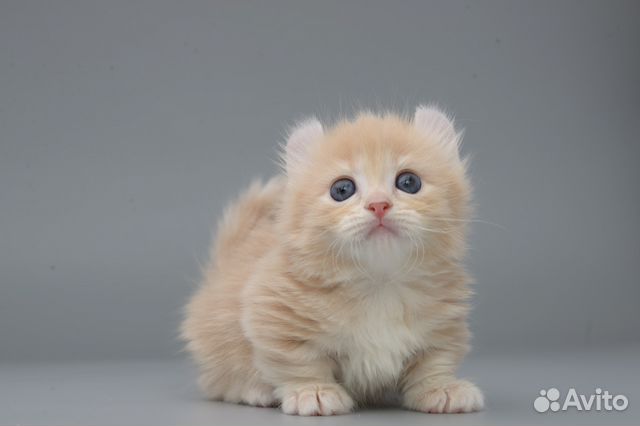 Мини котята из питомника мурмулет