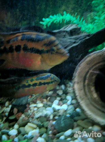 Рыбки Сальвиники (пара)