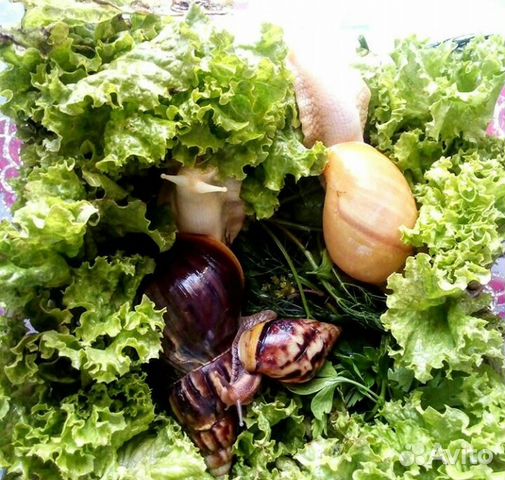 Улитки Ахатины