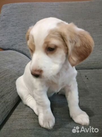 Щенок помесь джек рассел терьера и спаниэля