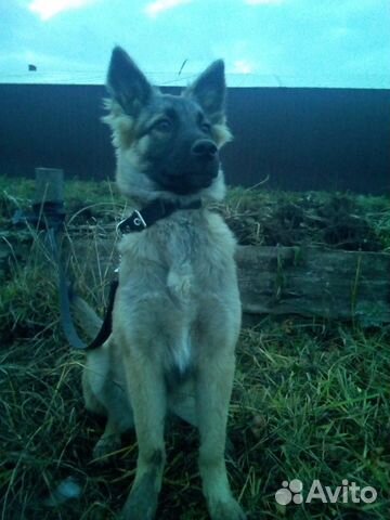 Принцесса даром в надёжные руки