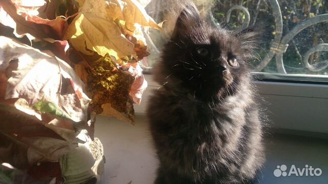 Пушистая мордашка готова дарить радость семье