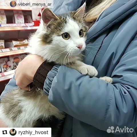 Котенок Филя