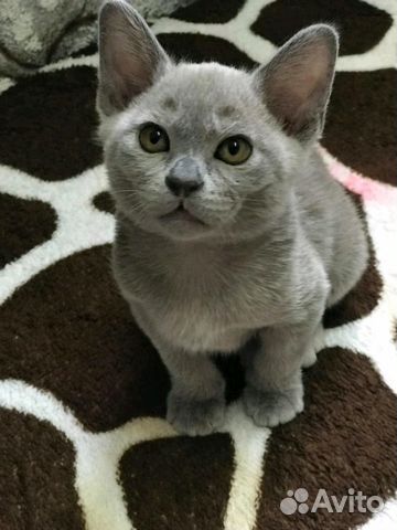 Серебристый мальчишка европейской Бурмы