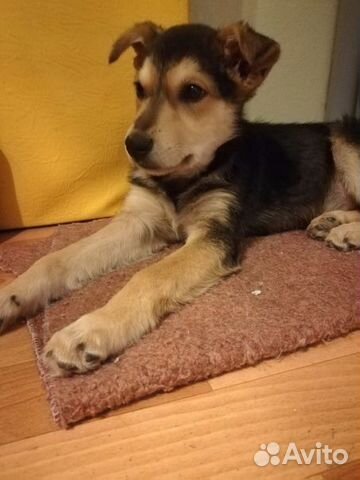 Щенулька ищет дом