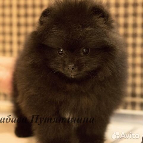 Мальчик черныш