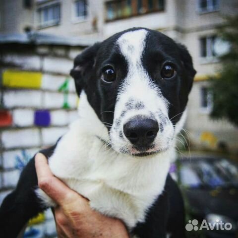 Жорик В добрые руки