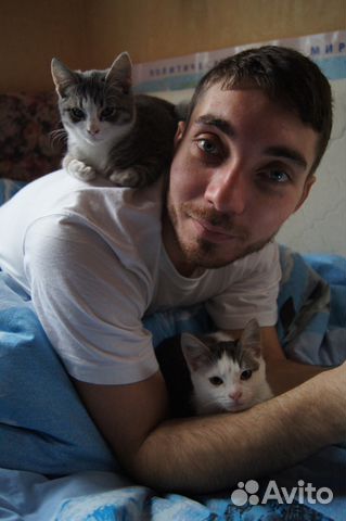 Два кота, два хвоста